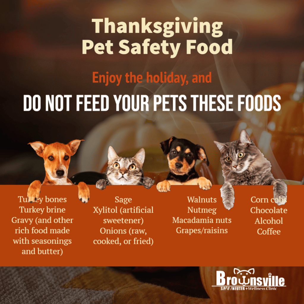 Thanksgiving Pet Safety Tips – Brownsville Spay Neuter Clinic