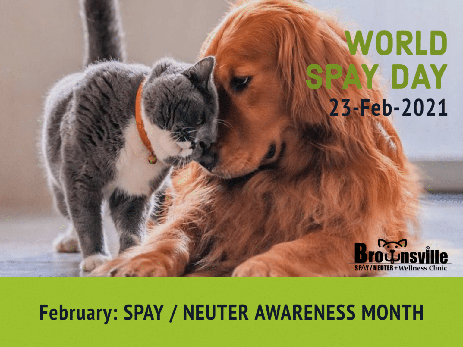 FEBRUARY SPAY / NEUTER AWARENESS MONTH 2021 – Brownsville Spay Neuter ...